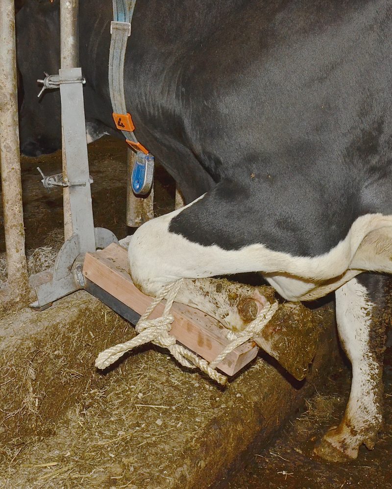 Les dispositifs pour lever le pied des vaches | Boiteries des bovins